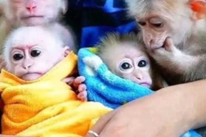 Adorable male and female baby capuchin monkeys for Sale - NowTrade.co.uk